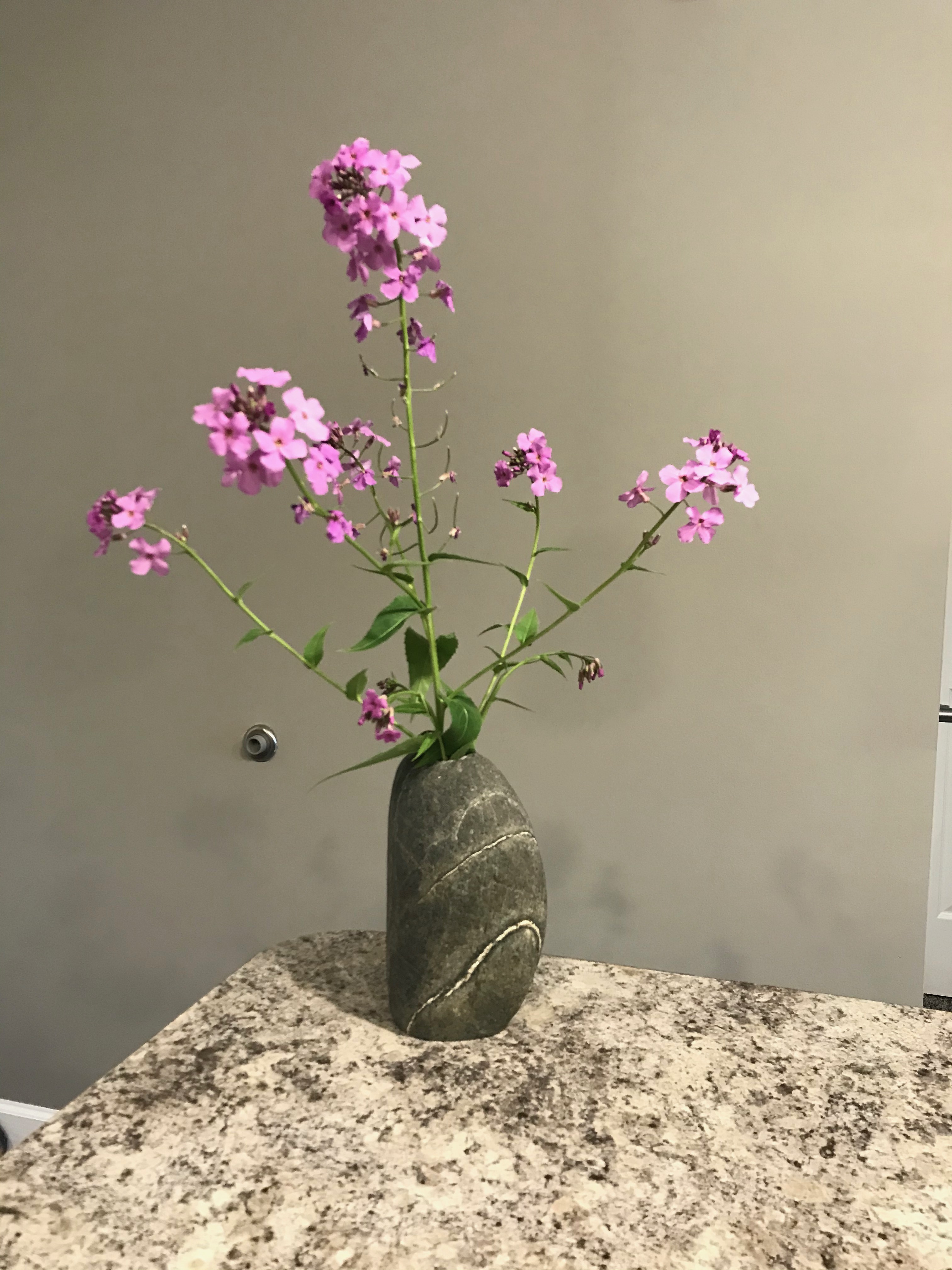 Hesperis matronalis « Baking, Gardening, & Hiking