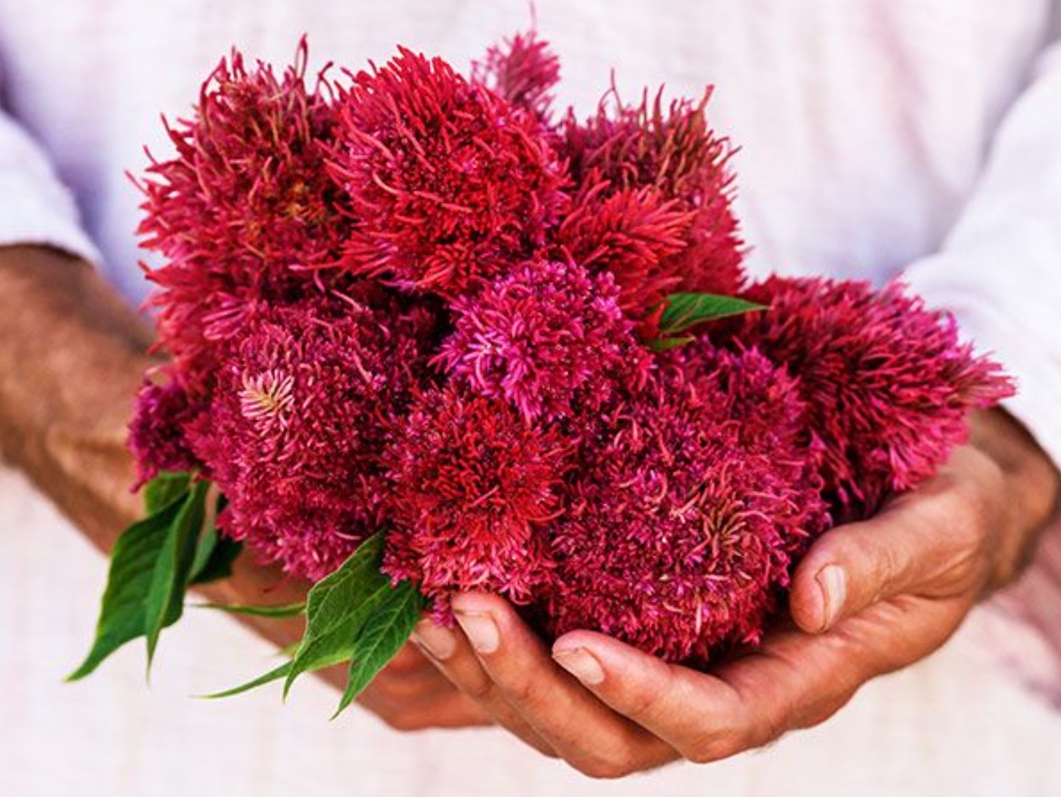 Flowers for 2021 « Baking, Gardening, & Hiking