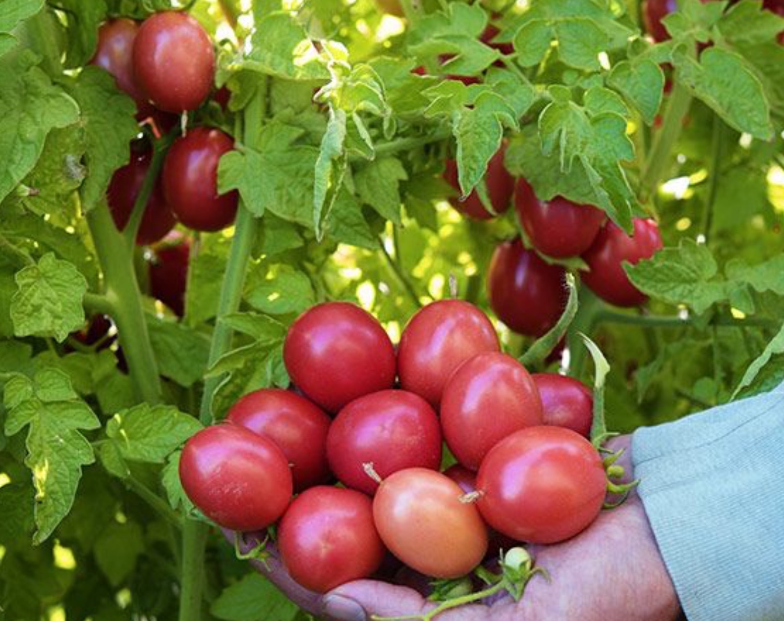 Food plants for 2021 « Gardening and Hiking Adventures