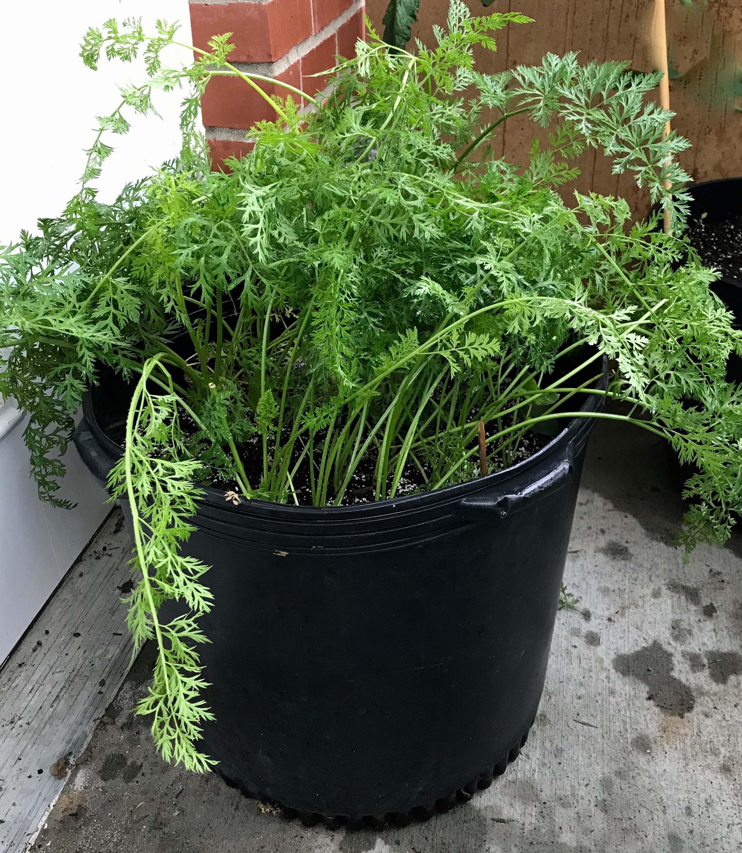 New Kuroda carrots « Baking, Gardening, & Hiking