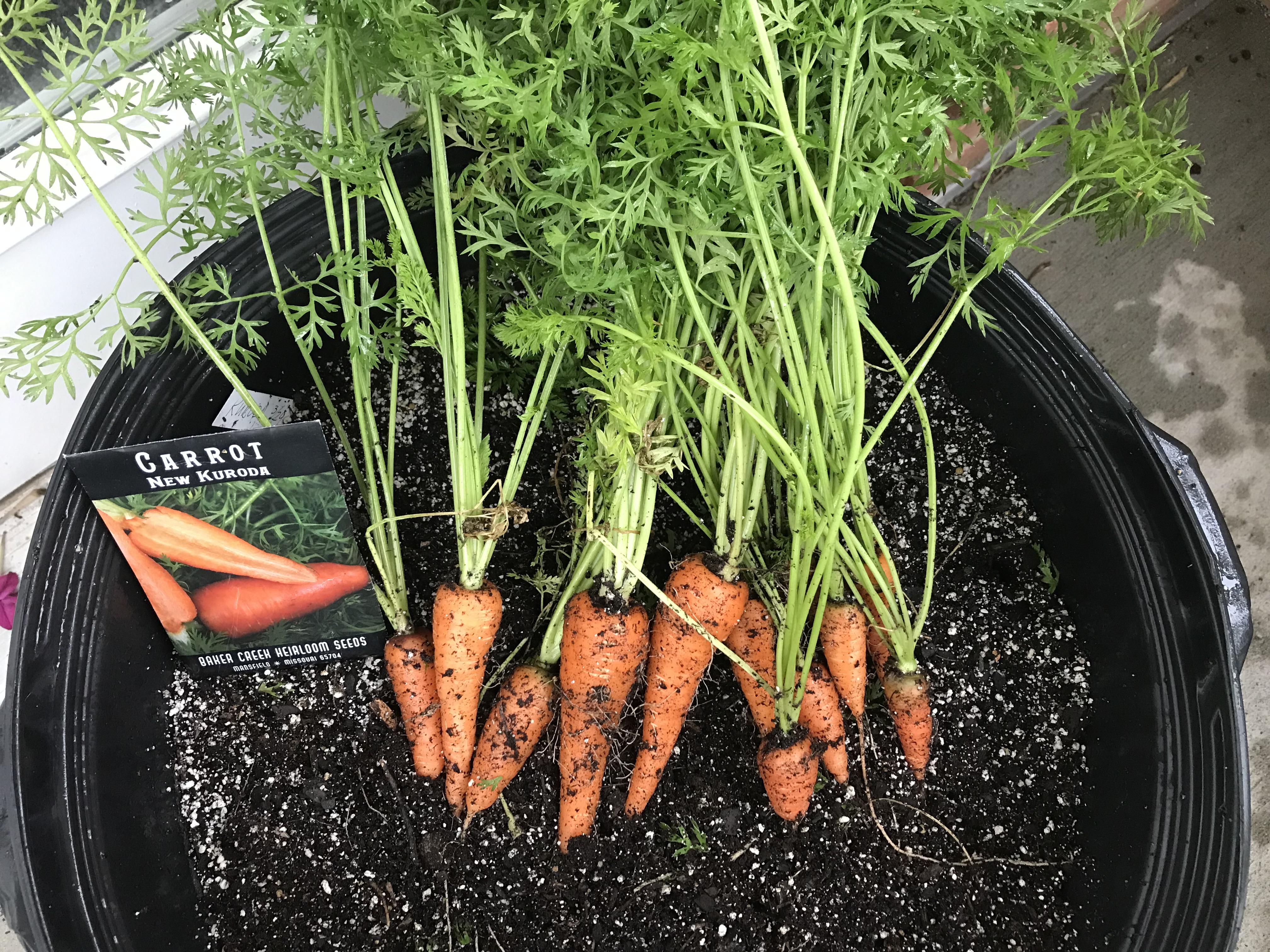 New Kuroda carrots « Gardening and Hiking Adventures