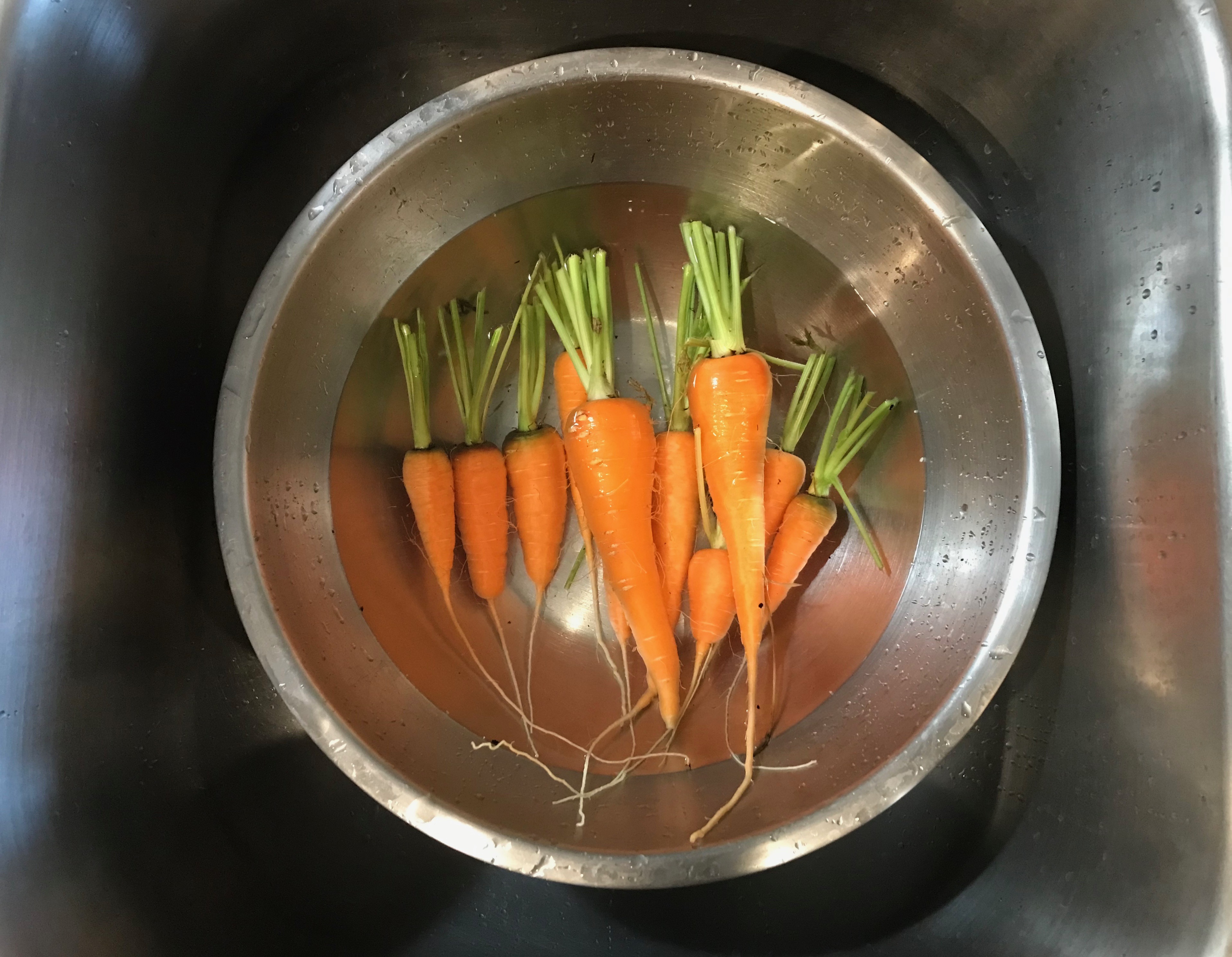 New Kuroda carrots « Gardening and Hiking Adventures