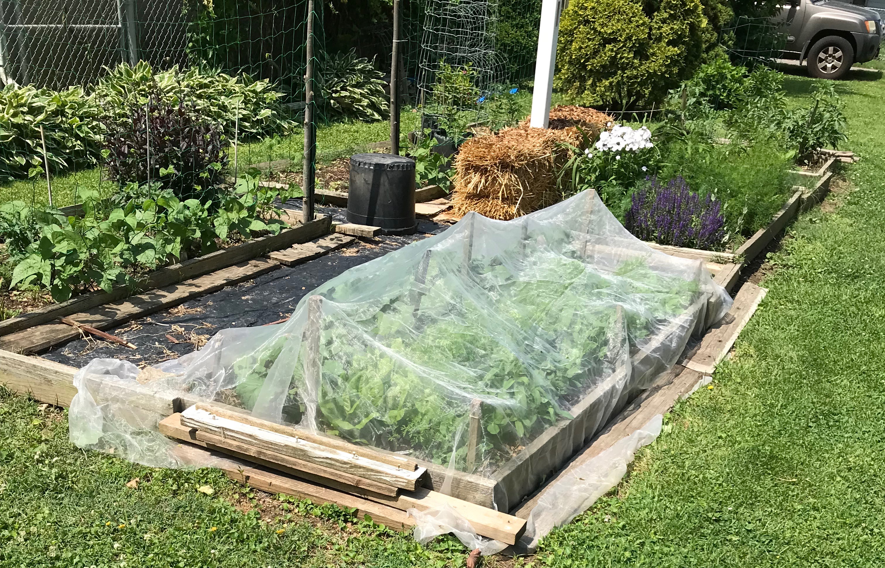 New Kuroda carrots « Gardening and Hiking Adventures