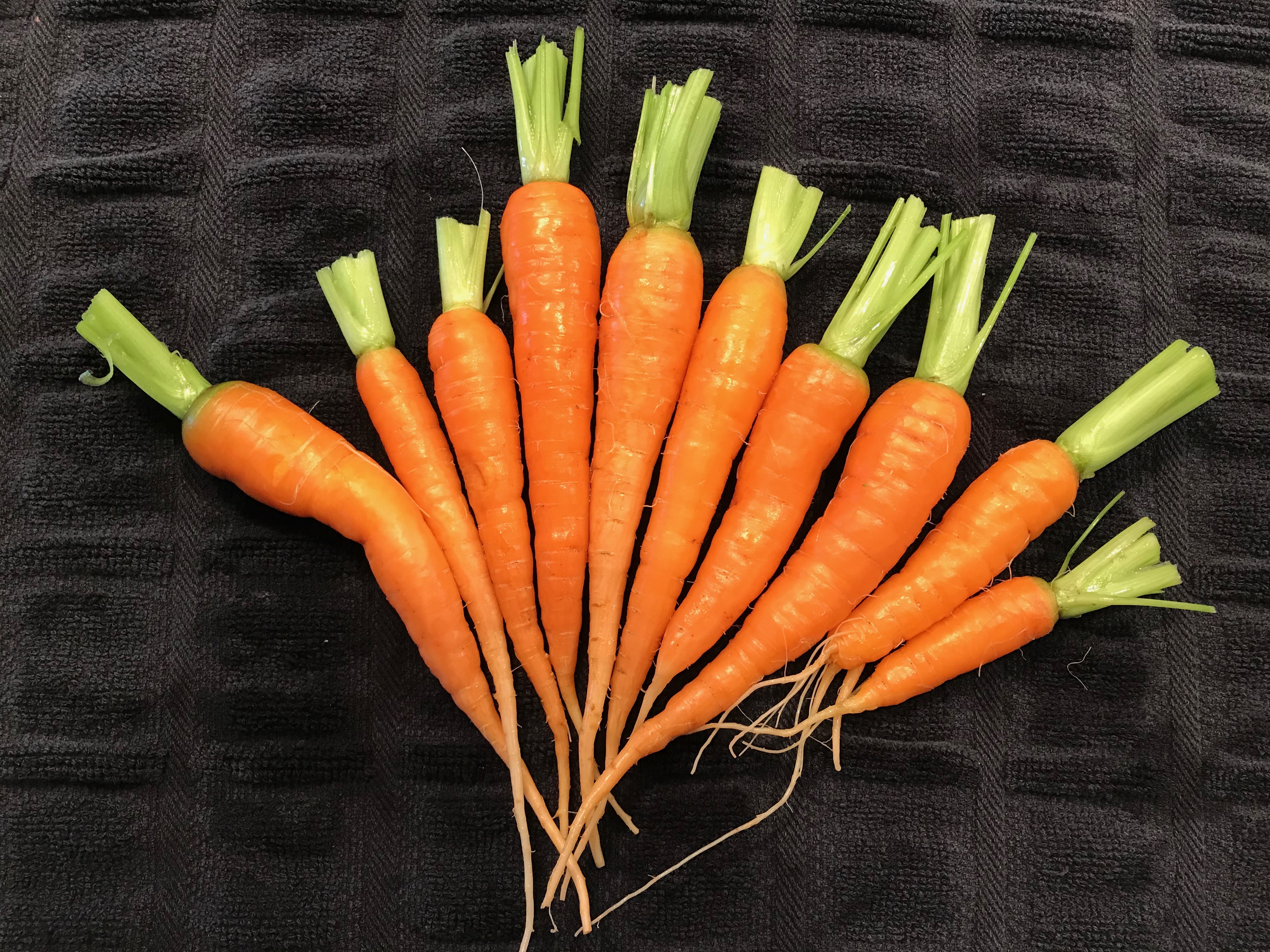 New Kuroda carrots « Gardening and Hiking Adventures