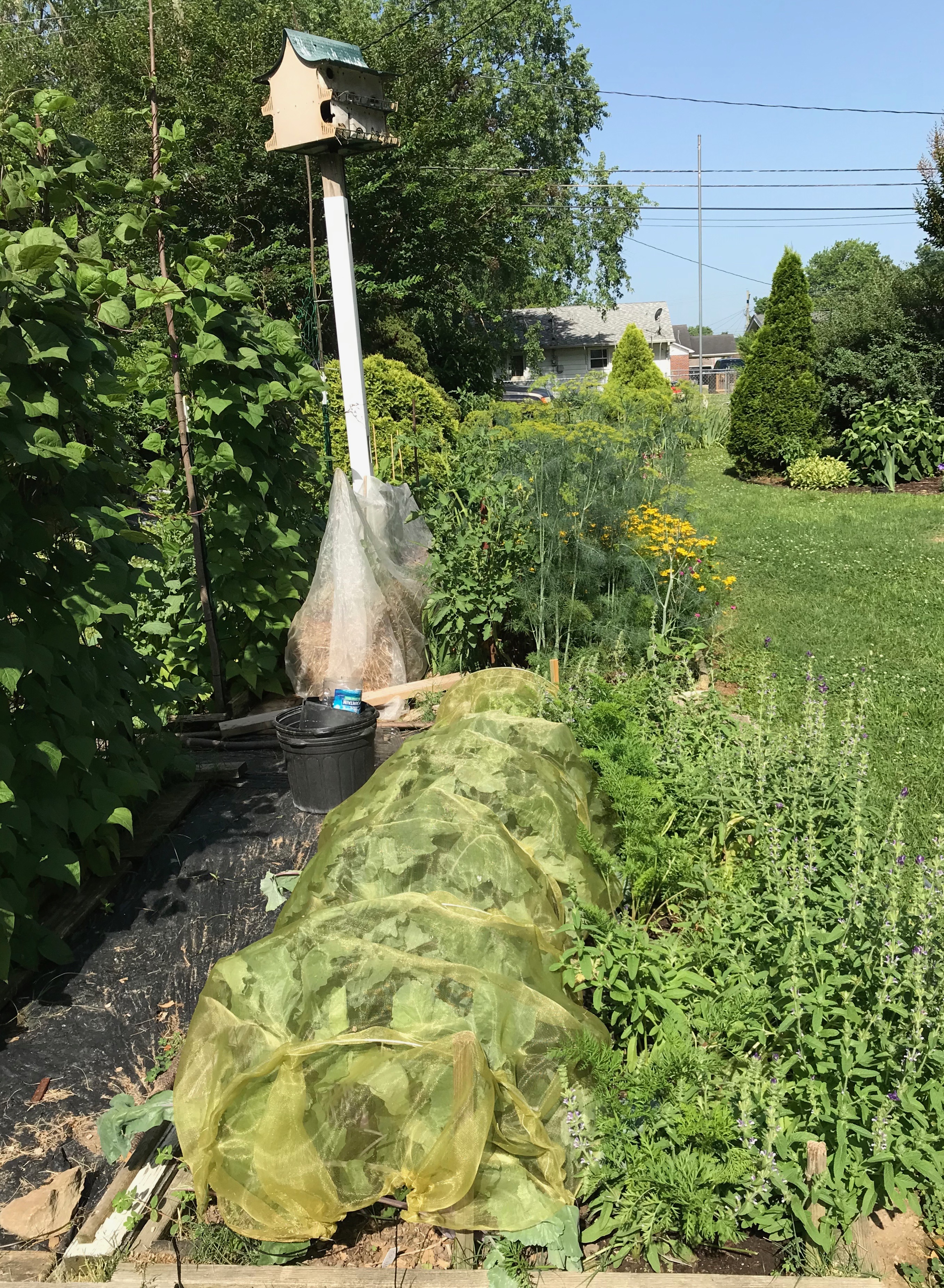 New Kuroda carrots « Gardening and Hiking Adventures