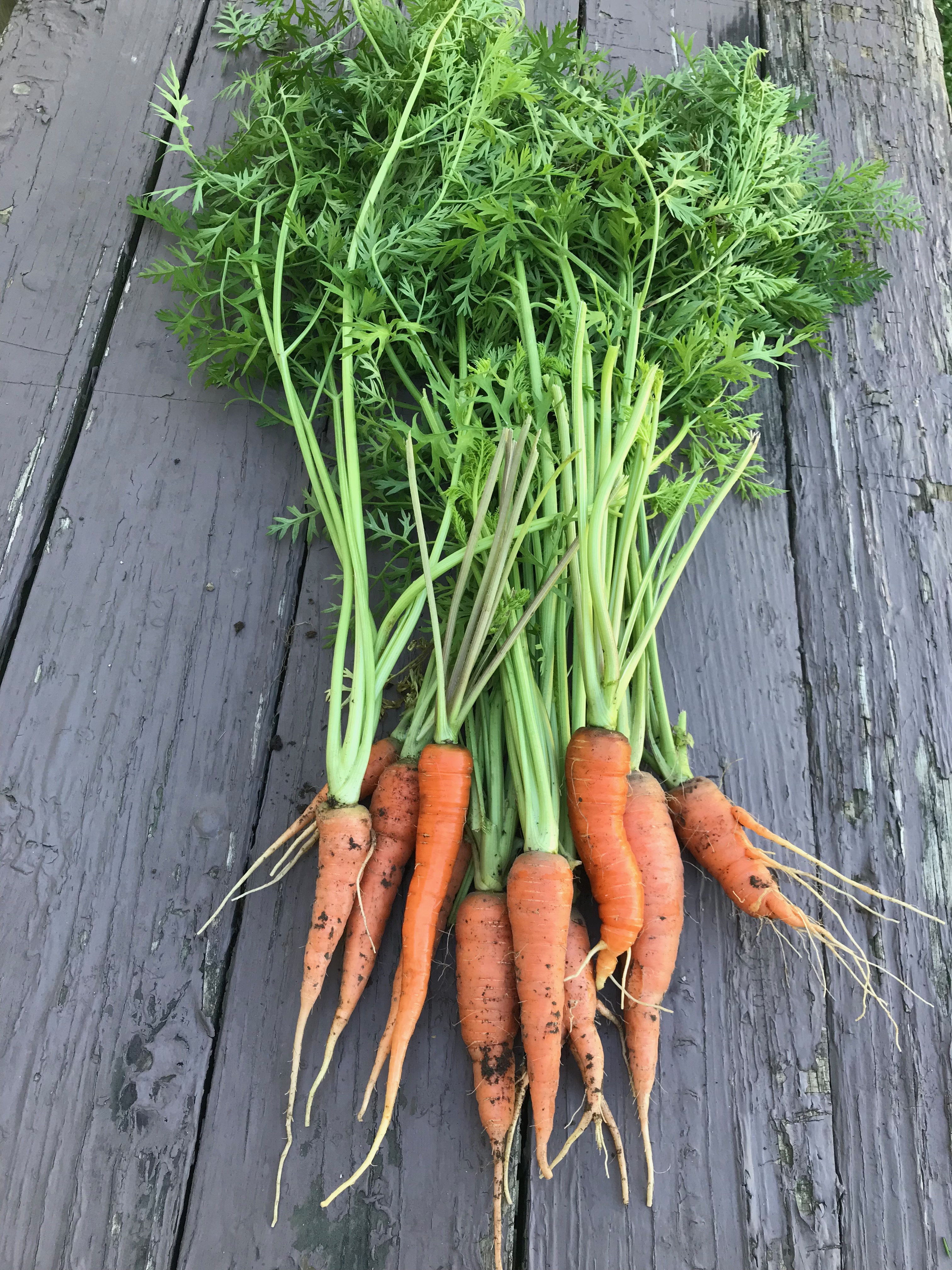 New Kuroda carrots « Baking, Gardening, & Hiking