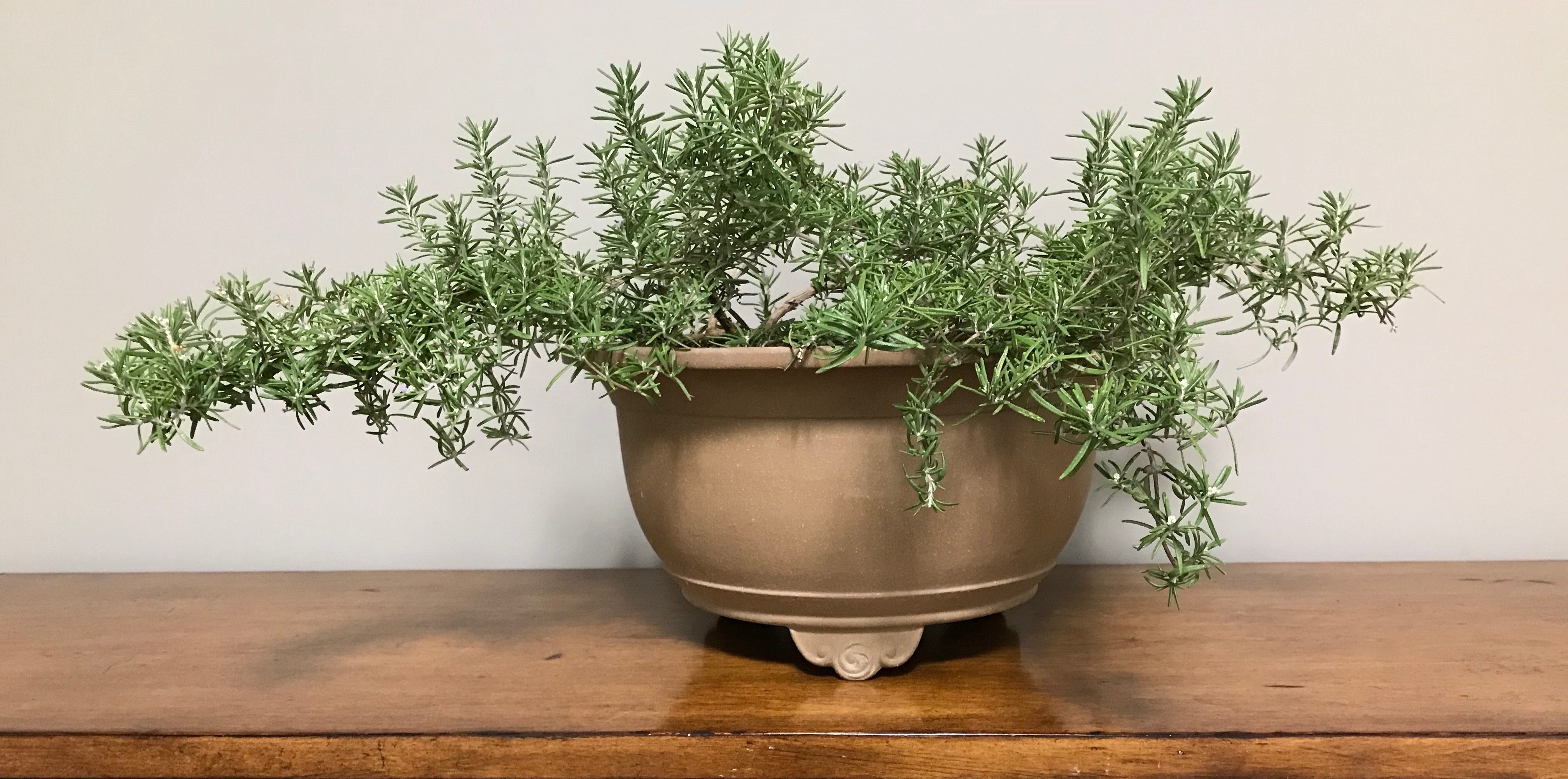 Rosemary « Baking, Gardening, & Hiking