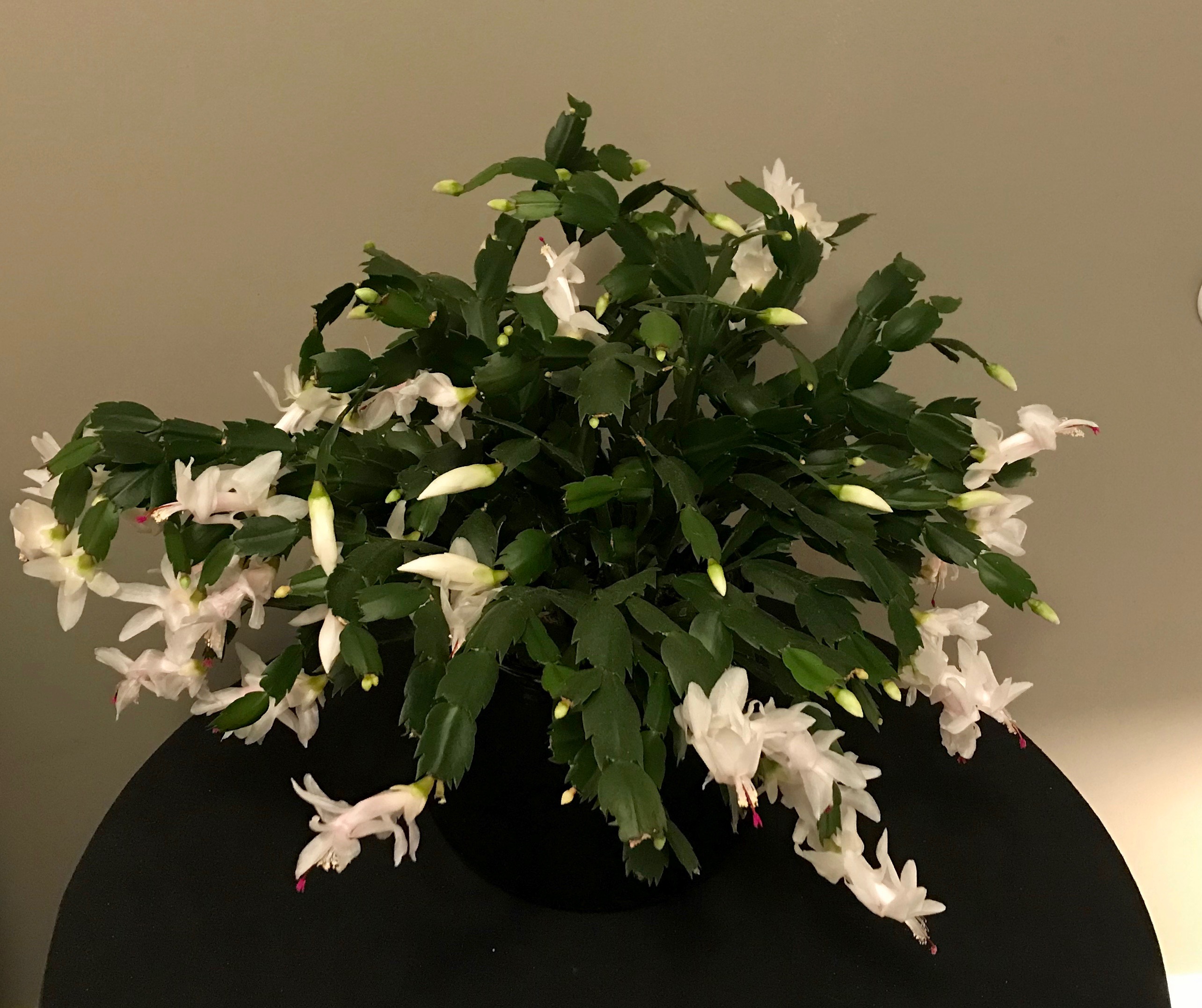 Zygo cactus (Schlumbergera) « Baking, Gardening, & Hiking