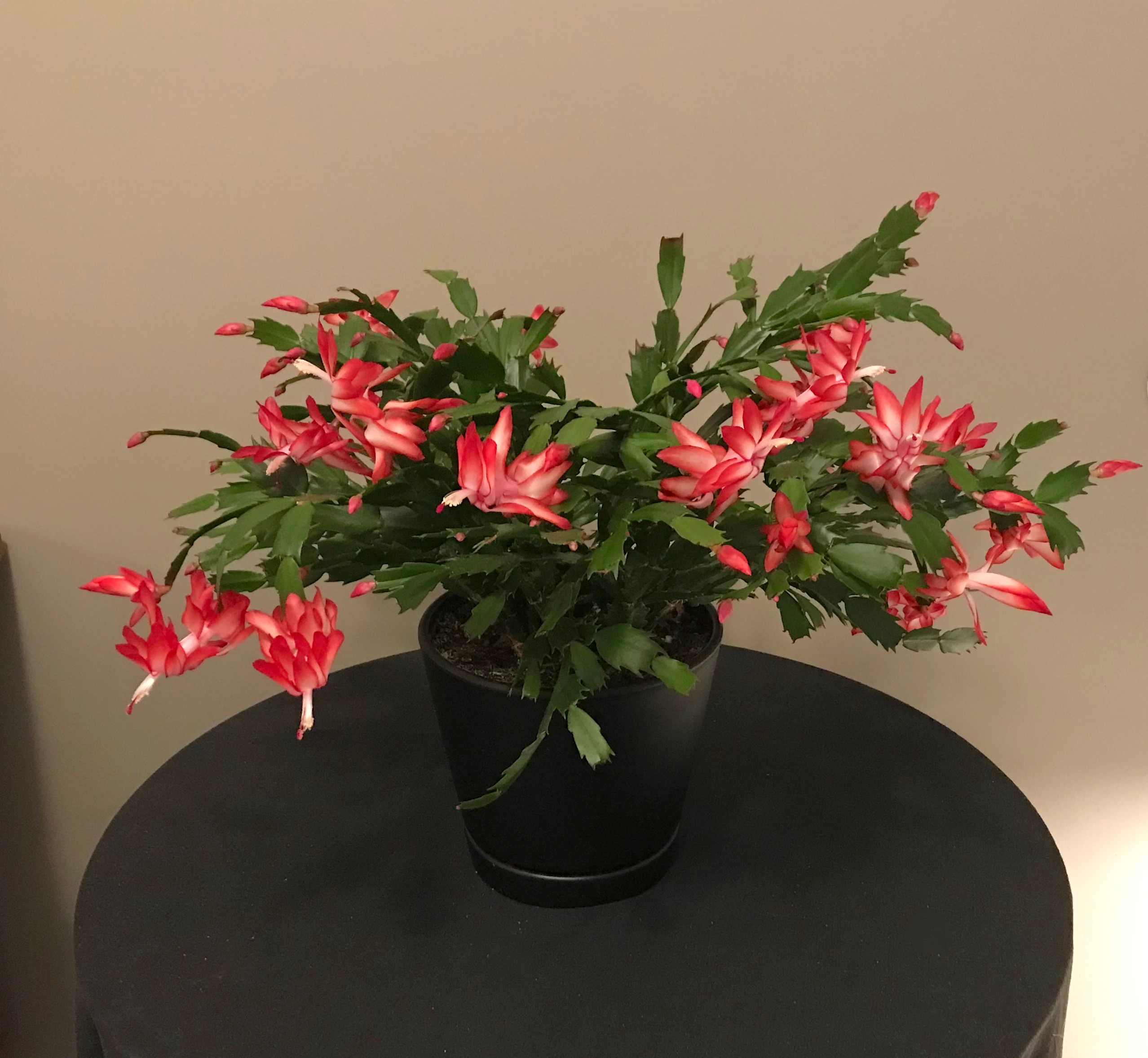 Zygo cactus (Schlumbergera) « Baking, Gardening, & Hiking